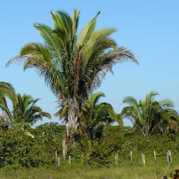 Prirodna ulja : Babassu Oil - Organic